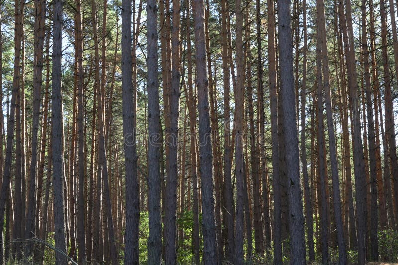 Pine Trees in the Forest, Soft Focus Stock Image - Image of green ...
