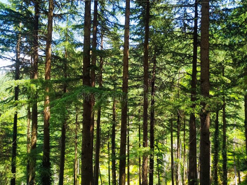 Pine Trees in the Forest with Texture Stock Image - Image of park ...