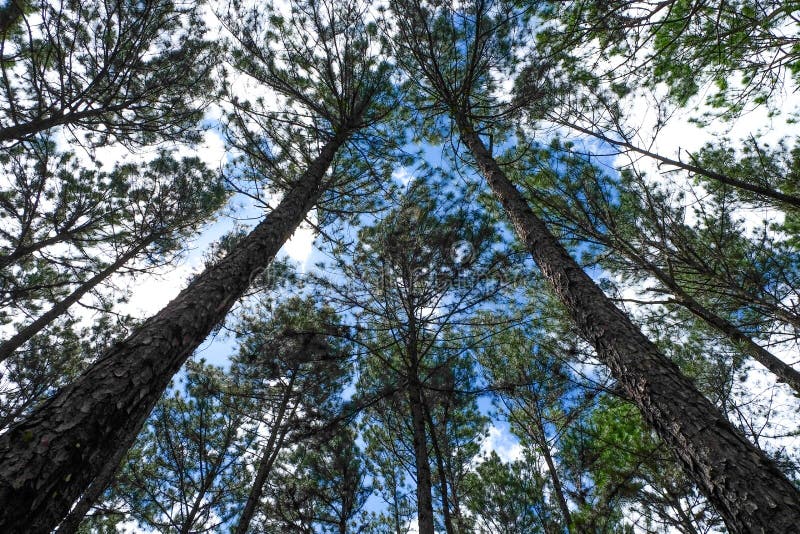 The pine trees stock image. Image of angle, effect, strength - 78922771