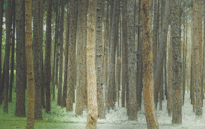 The pine trees stock photo. Image of green, strength - 78922942