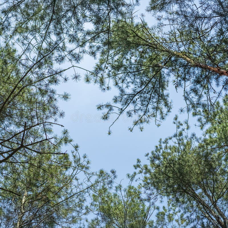 Pine Trees Form Natural Frame Against Cloudless Blue Sky. Natural ...