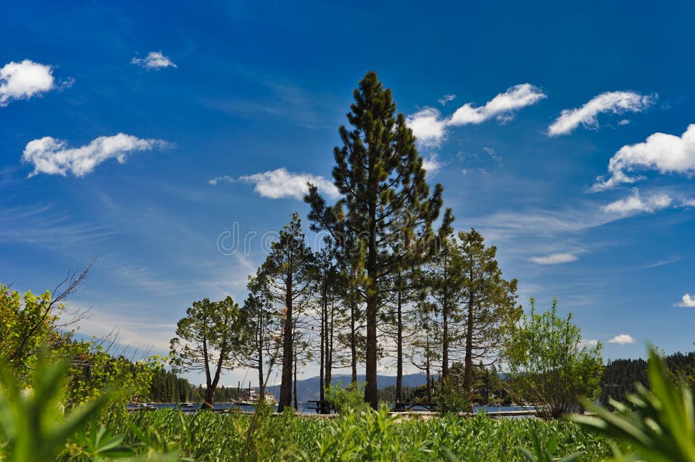 Pine Trees Form a Triangle by Lake Tahoe Stock Image - Image of paddle ...