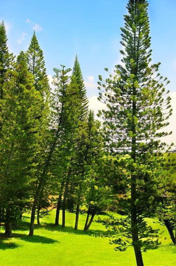 Tropical Pine Trees Forrest Stock Image - Image of natural, spring ...