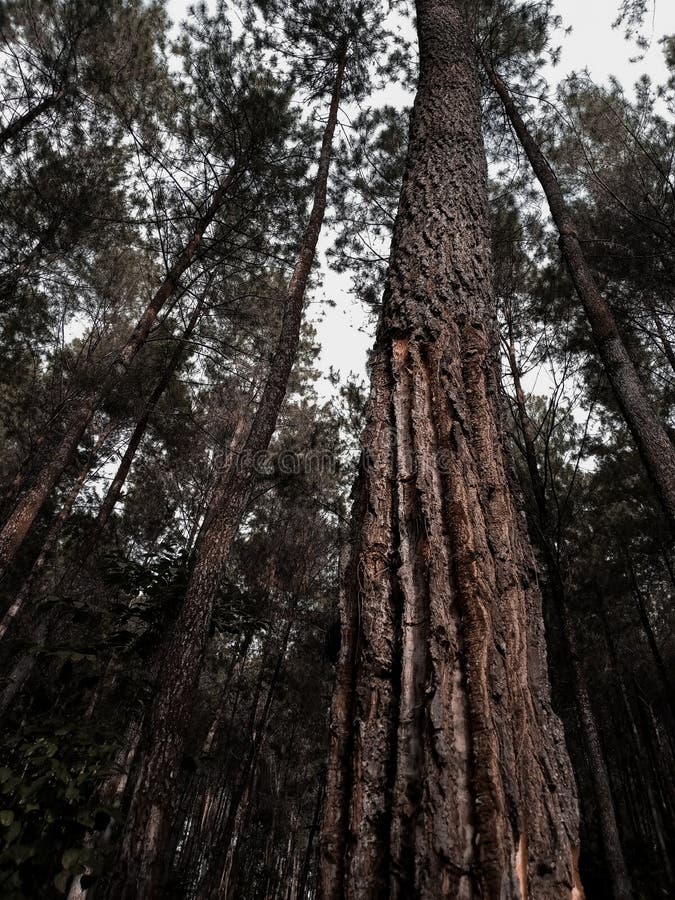 Pine trees in forrest stock photo. Image of plant, trunk - 229040232