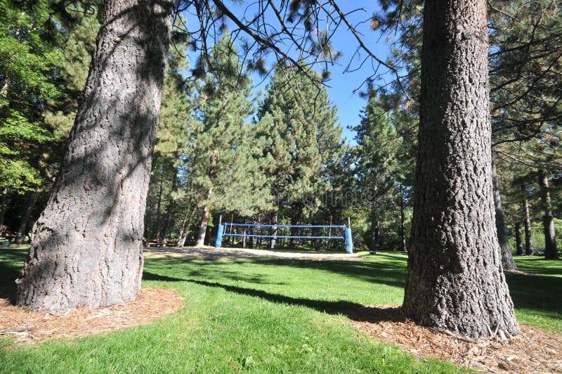 Pine Trees Frame a Blue Volleyball Net Stock Image - Image of sand ...