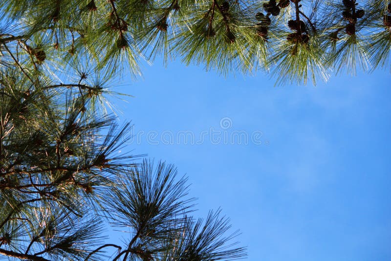 Pine Trees Framing the Sky. Stock Image - Image of nature, tree: 49480103
