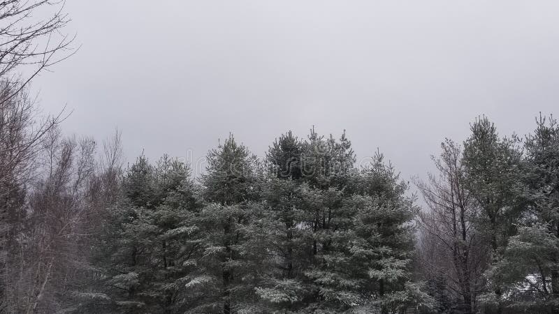 Pine Trees after a Fresh Layer of Snow Stock Photo - Image of trees ...