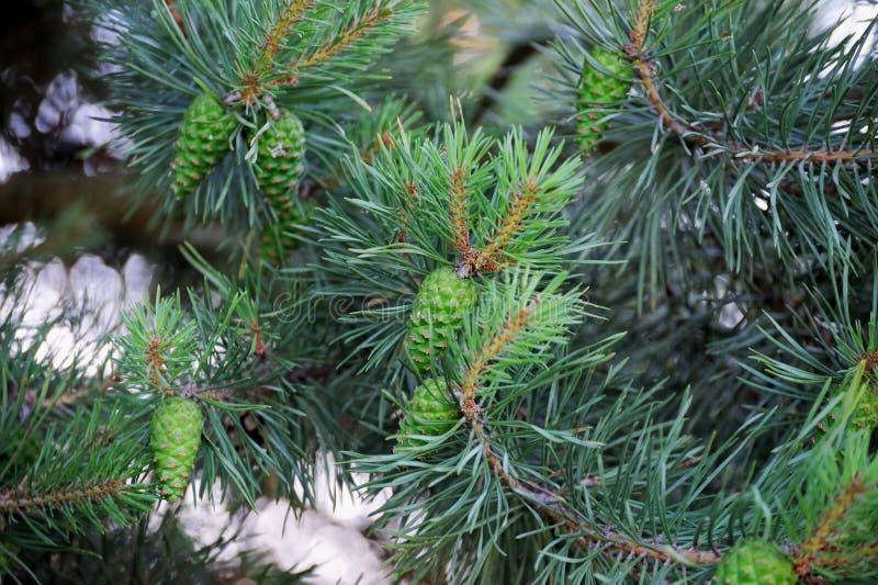 Pine Trees with Fresh Pine Cones and Green Pine Needles Stock Photo ...