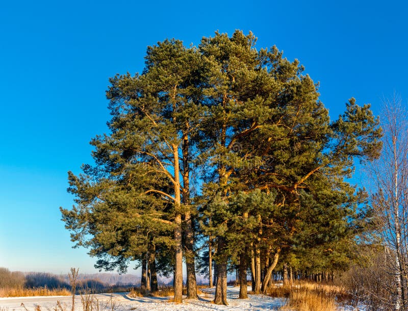 Pine Trees on a Frosty and Sunny Winter Day Stock Image - Image of cold ...