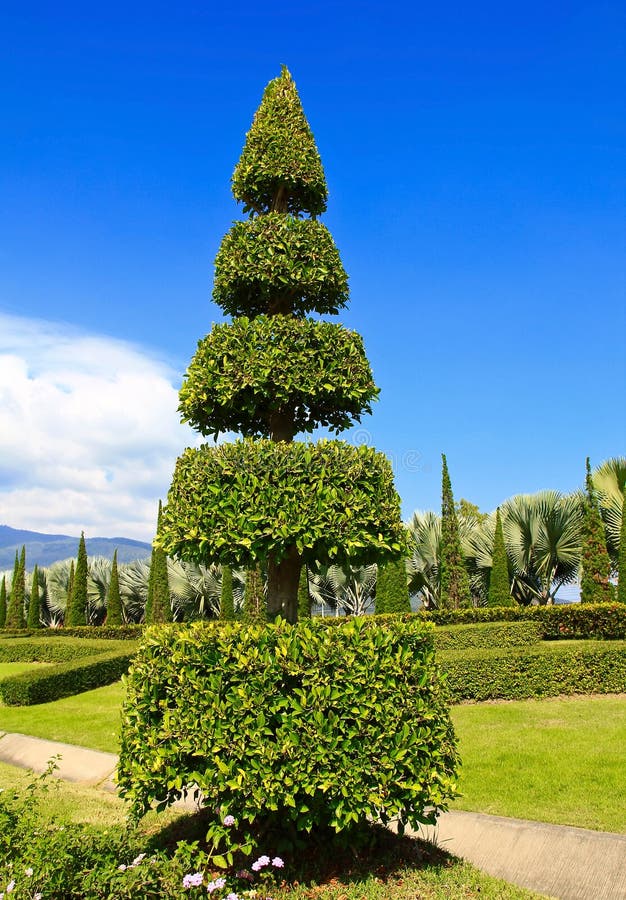 Pine trees in the garden. stock photo. Image of garden - 22913838