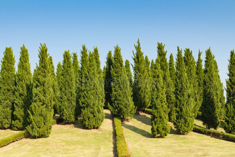 Pine trees garden stock image. Image of lawn, exterior - 75113353