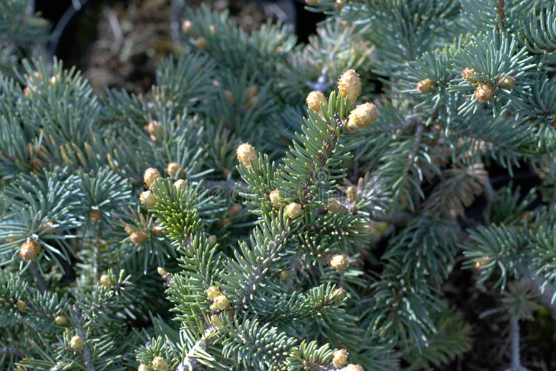 Pine trees in the garden stock photo. Image of decorative - 220593286