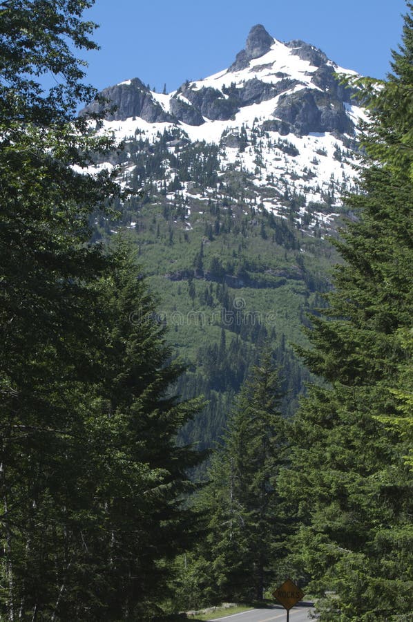 The Pine Trees and Glaciers of Mount Rainier Stock Image - Image of ...
