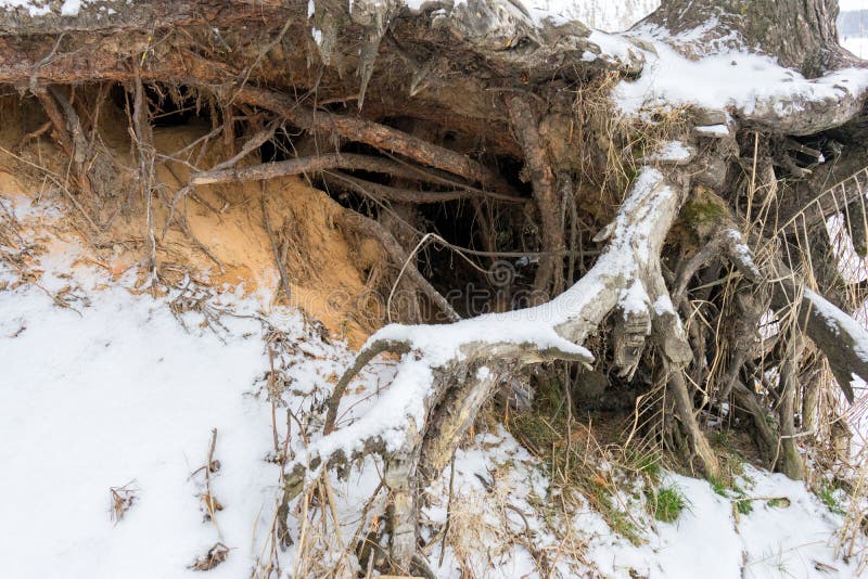 Pine Trees with Gnarled Roots Growing on the Slope Exposed To Soil ...