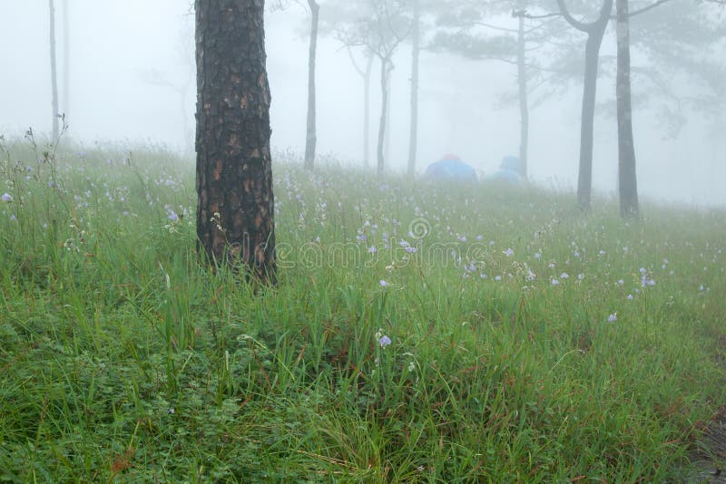 Pine trees in grass field stock image. Image of fields - 56735239