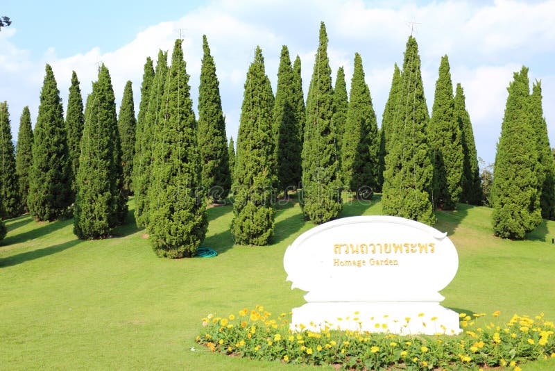 Pine trees and grass editorial stock photo. Image of outdoor - 70057118