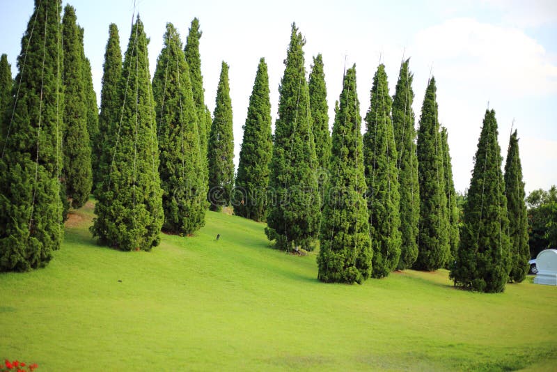 Pine trees and grass stock image. Image of green, scenery - 70057379