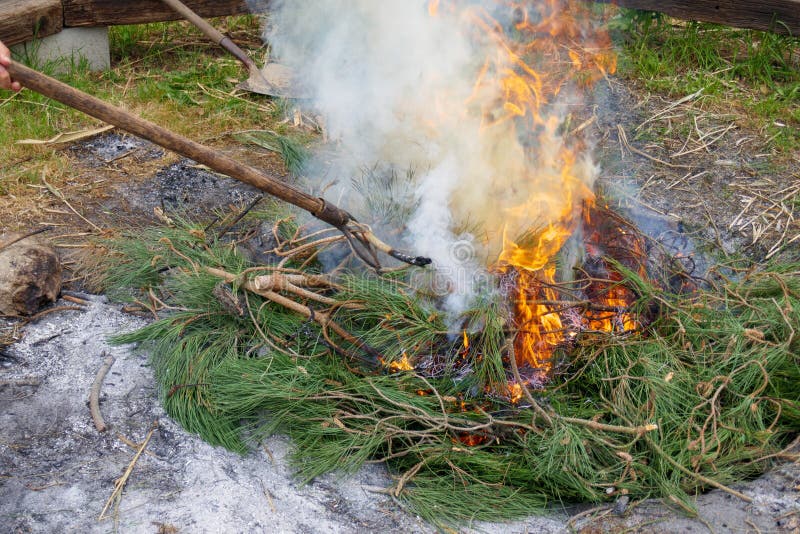 Pine Trees, Grass and Leaves Bonefire. Flames and Fire Stock Image ...