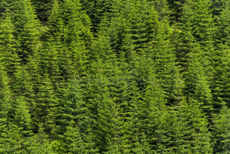 Pine Trees Green Alpine Woods, Forest Pattern Background. Stock Photo ...