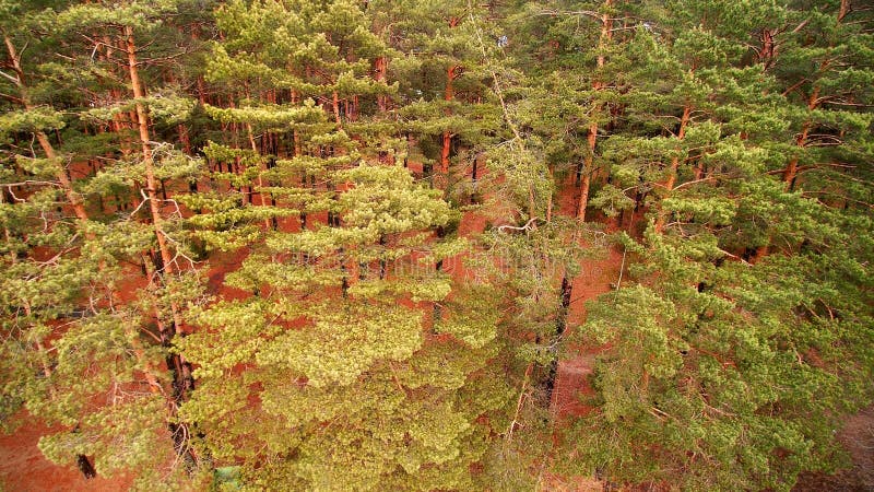 Pine trees stock photo. Image of season, conifer, tree - 66169476