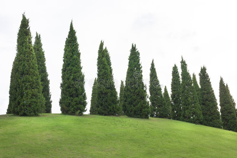 Pine Trees with Green Grass in the Garden Stock Image - Image of color ...