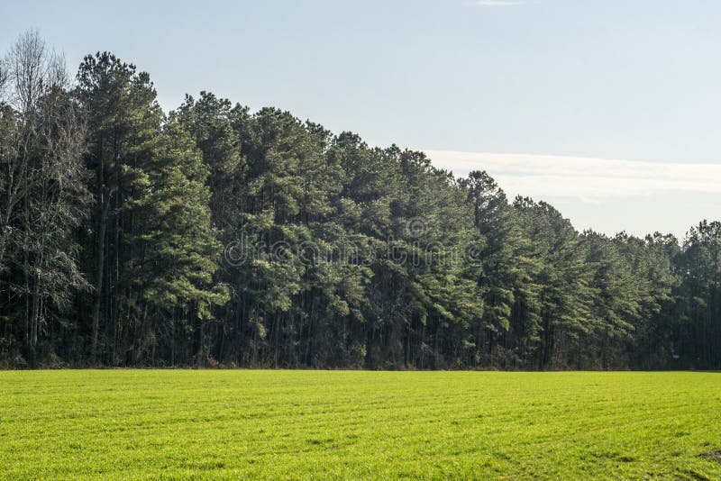 Pine Trees in a Green Grassy Field Stock Image - Image of treees ...