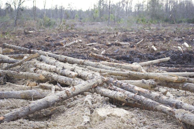 Pine Trees in the Forest Being Cleared Stock Image - Image of sawmill ...
