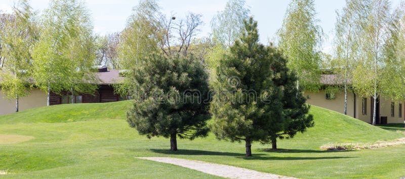 Pine Trees Grow in the Backyard on the Lawn Stock Photo - Image of yard ...