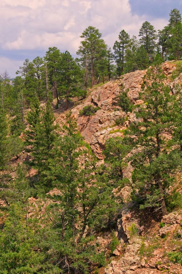 Pine Tree Cliff stock image. Image of natural, clouds - 227985663