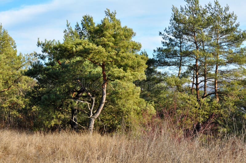 Pine trees grow in nature stock image. Image of landscape - 277044893