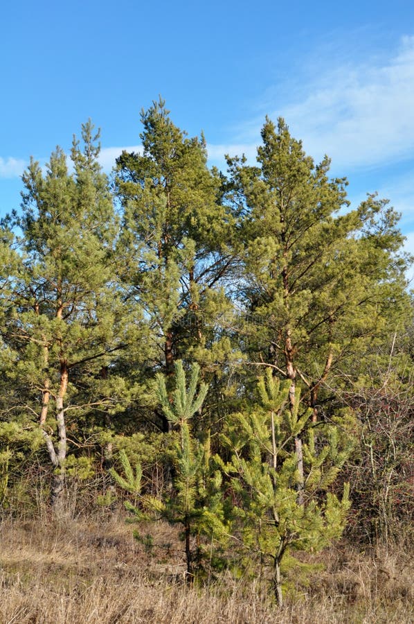 Pine trees grow in nature stock photo. Image of forest - 174472346