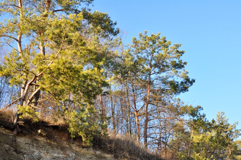 Pine trees grow in nature stock photo. Image of cottage - 174472370