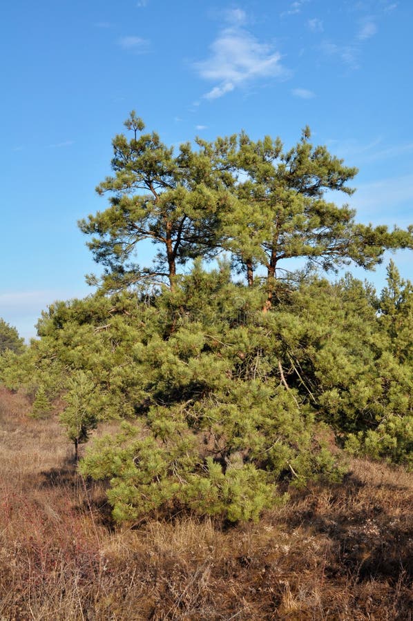 Pine trees grow in nature stock image. Image of cone - 242306799