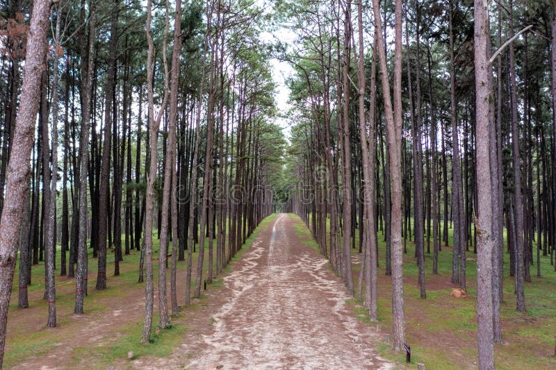 Pine Trees Grow Nice And Tidy In Lines With Equal Spaces Between Lines In The Pine Trees Forest