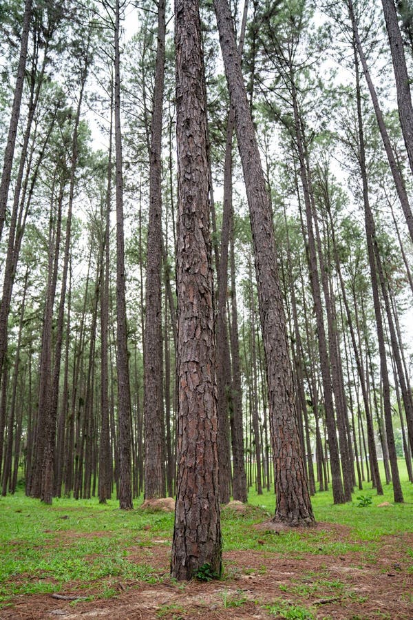 Pine Trees Grow Nice And Tidy In Lines With Equal Spaces Between Lines In The Pine Trees Forest