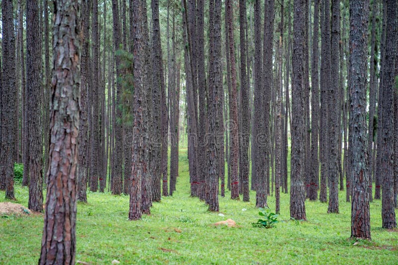 Pine Trees Grow Nice and Tidy in Lines with Equal Spaces between Lines ...