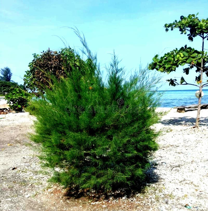 Pine Trees that Grow on the Tropical Beach Stock Photo - Image of grow ...