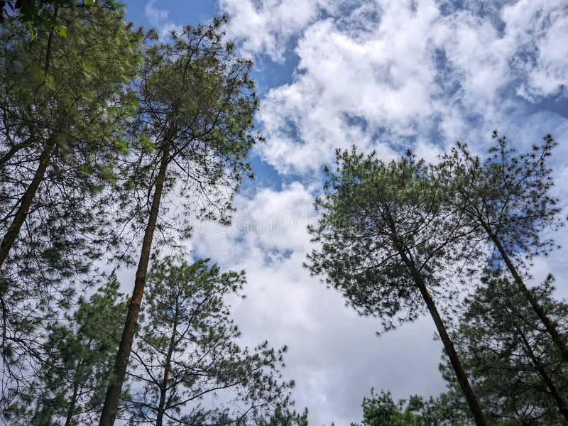 Pine Trees that Grow Very Tall Stock Image - Image of beauty, pine ...