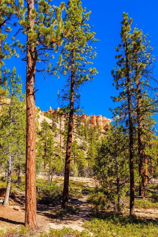 Pine Trees Growing at Bryce Canyon Baseline Stock Photo - Image of ...