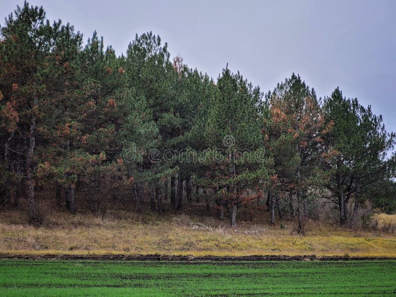 Pine Trees Growing in the Forest Near the Green Field Stock Image ...