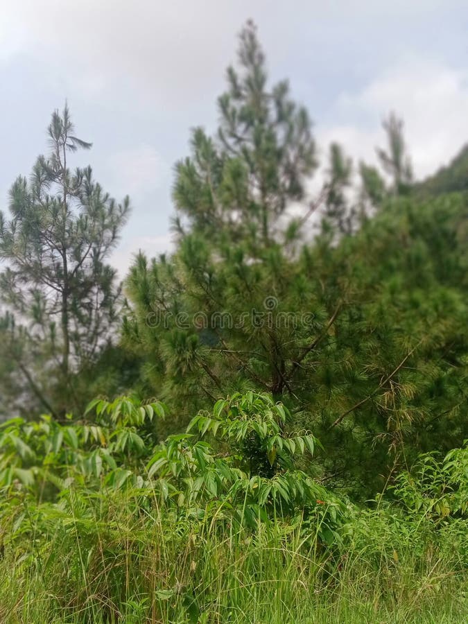 Pine Trees Growing in the Hills of Solok, Indonesia Stock Photo - Image ...