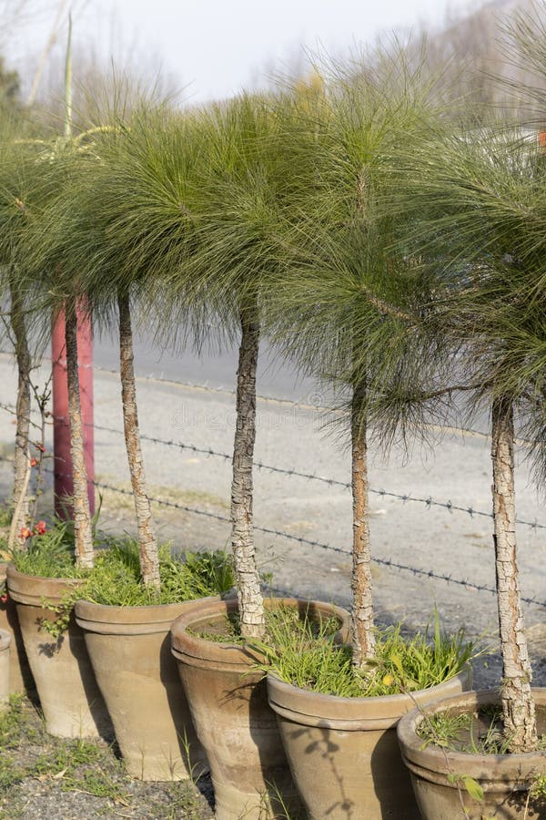 Pine Trees are Growing in Larger Pots in a Plant Nursery Stock Image ...