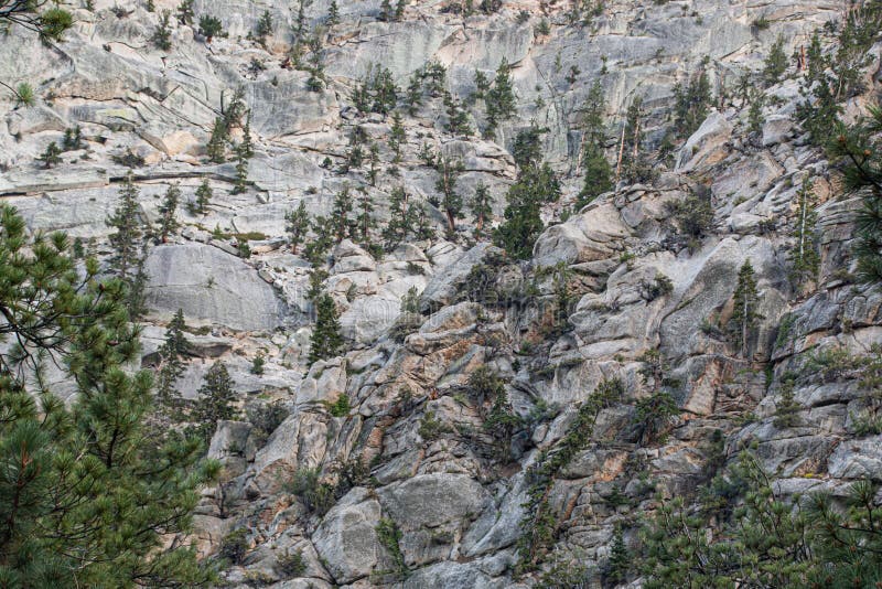 Pine Trees Growing on Mountainside (Landscape) Stock Photo - Image of ...