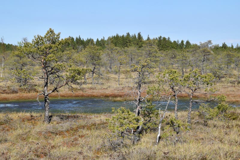 Pine Trees Growing Near Waters in a Swamp. Stock Image - Image of ...
