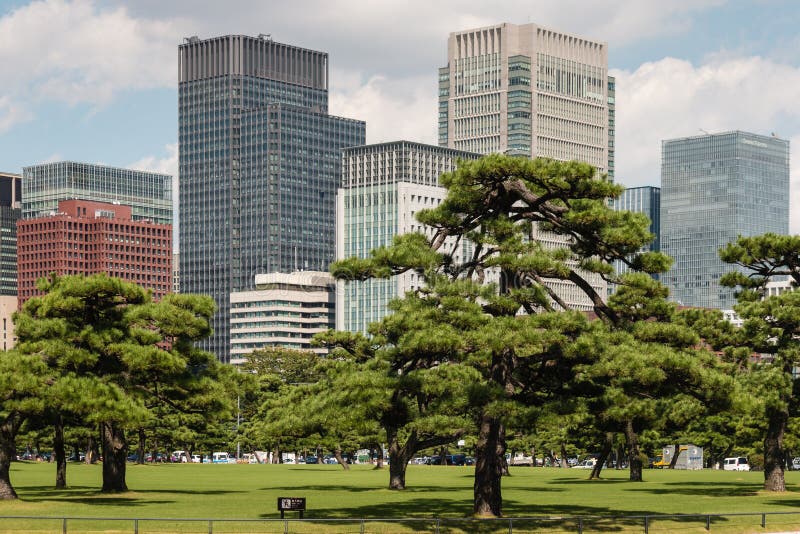 Pine Trees Growing in Park in Central Tokyo Editorial Stock Photo ...