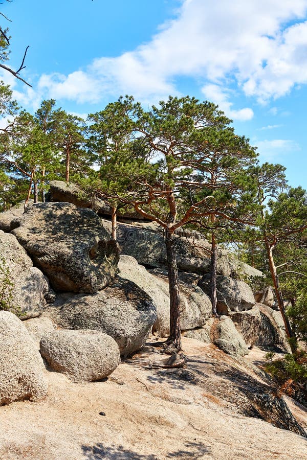 Pine Trees Growing on the Rocky Cliff Stock Image - Image of scenic ...