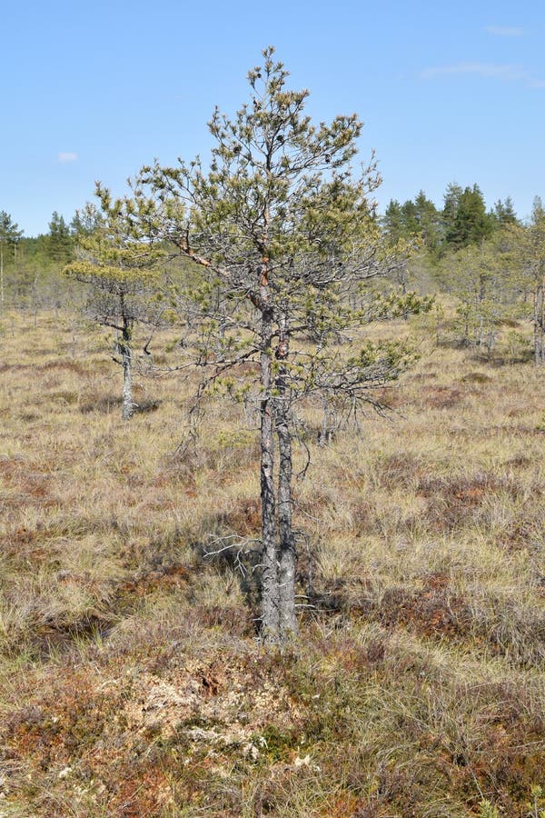 368 Pine Trees Growing Swamp Stock Photos - Free & Royalty-Free Stock ...