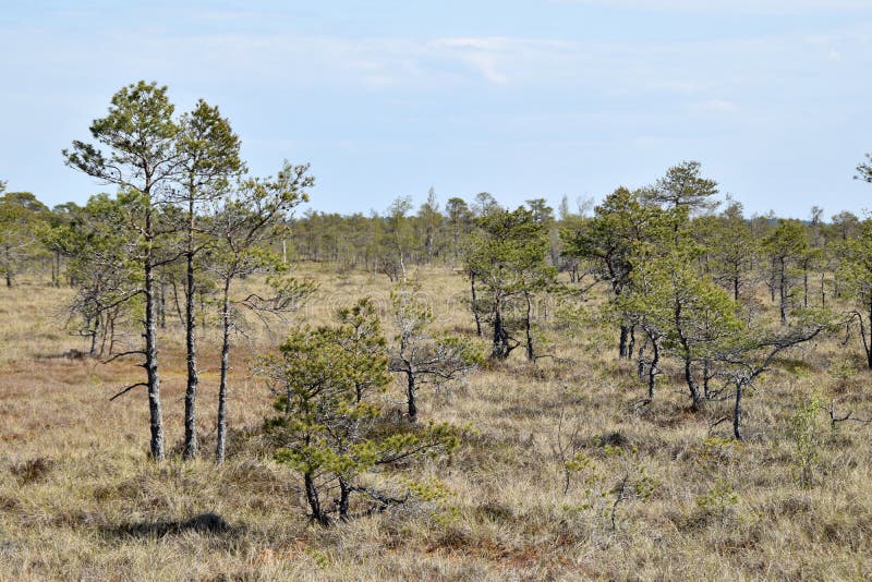 Pine Trees Growing in a Swamp. Stock Photo - Image of view, nature ...