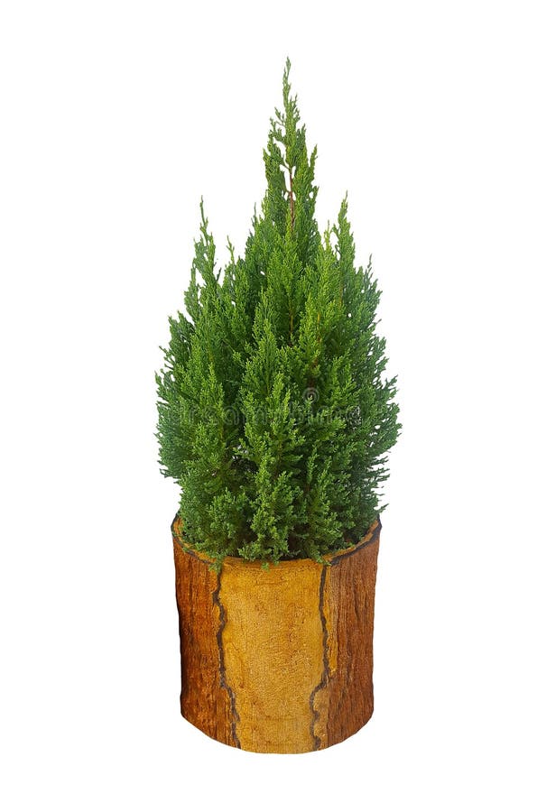 Pine Trees Grown in Pot Isolated on White Background Stock Photo ...