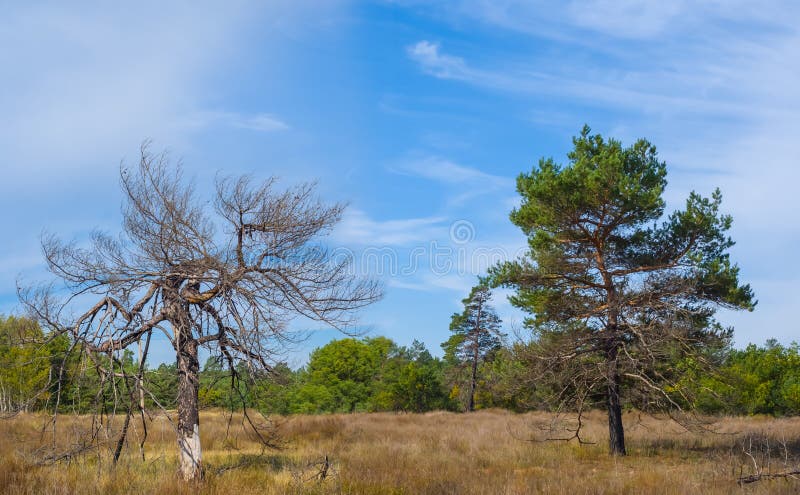 Pine Trees Growth on Forest Glade Stock Image - Image of coniferous ...
